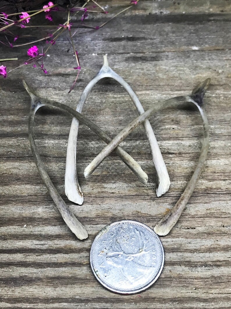 Rare! Black Rooster Wish Bone for Divination - Throwing Bones - Bones ...