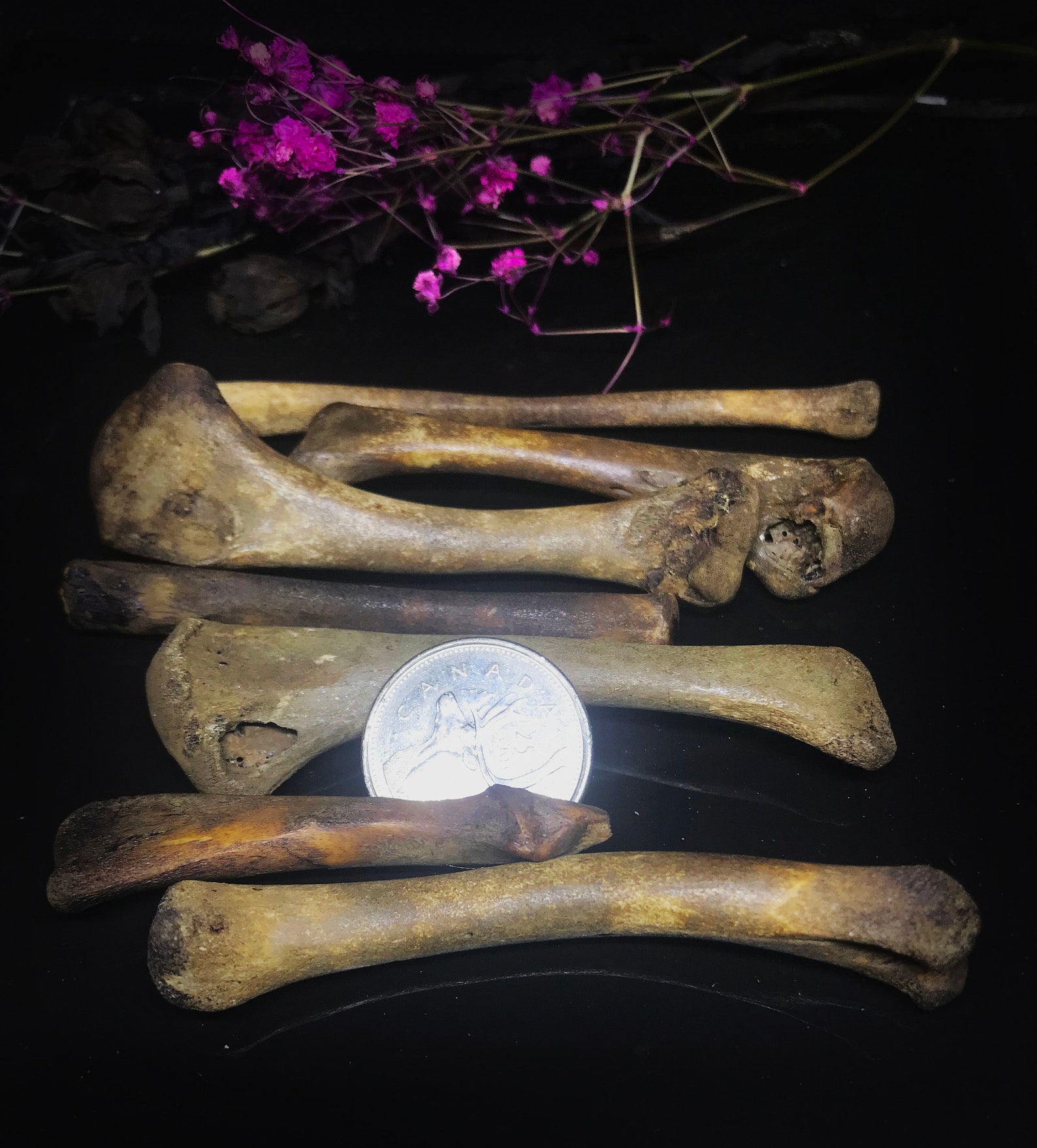 Aged Bone Set for Divination Throwing Bones Set Bones for - Etsy