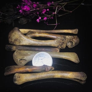 Aged Bone Set for Divination - Throwing Bones Set - Bones for Craft ...