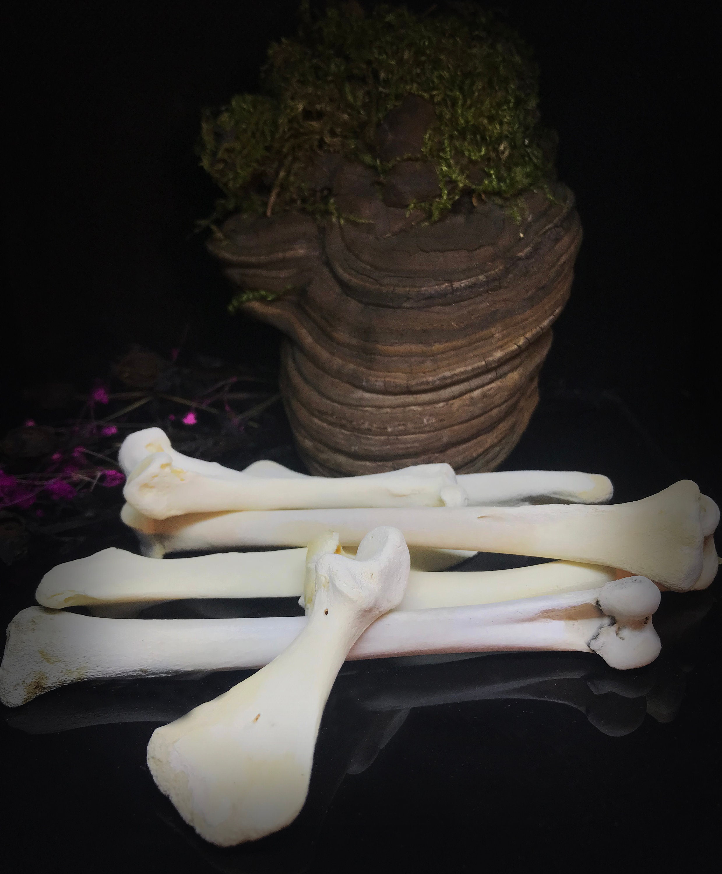 Large Bones Set for Divination Throwing Bones Set Bones - Etsy