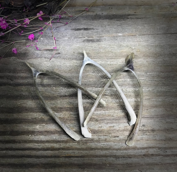 Rare Black Rooster Wish Bone for Divination Throwing Bones - Etsy