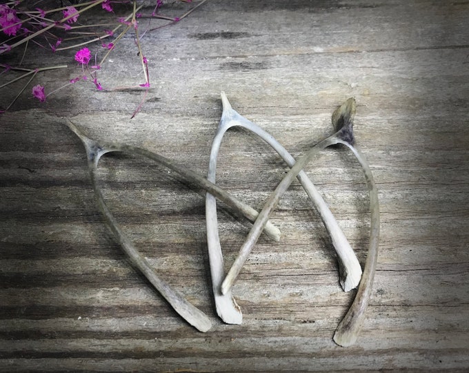 Rare! Black Rooster Wish Bone for Divination - Throwing Bones - Bones ...