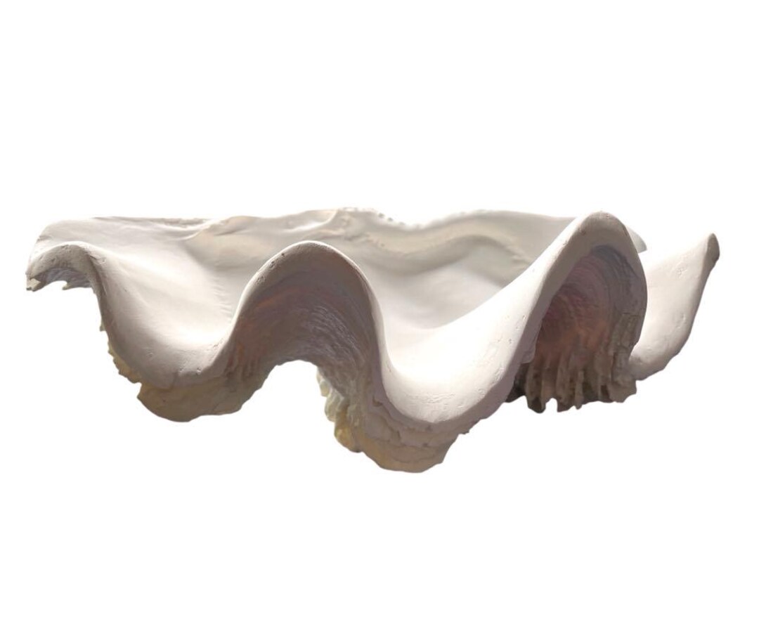 XL Clam Shell Display Piece Orchid Centerpiece Coffee Table Display ...