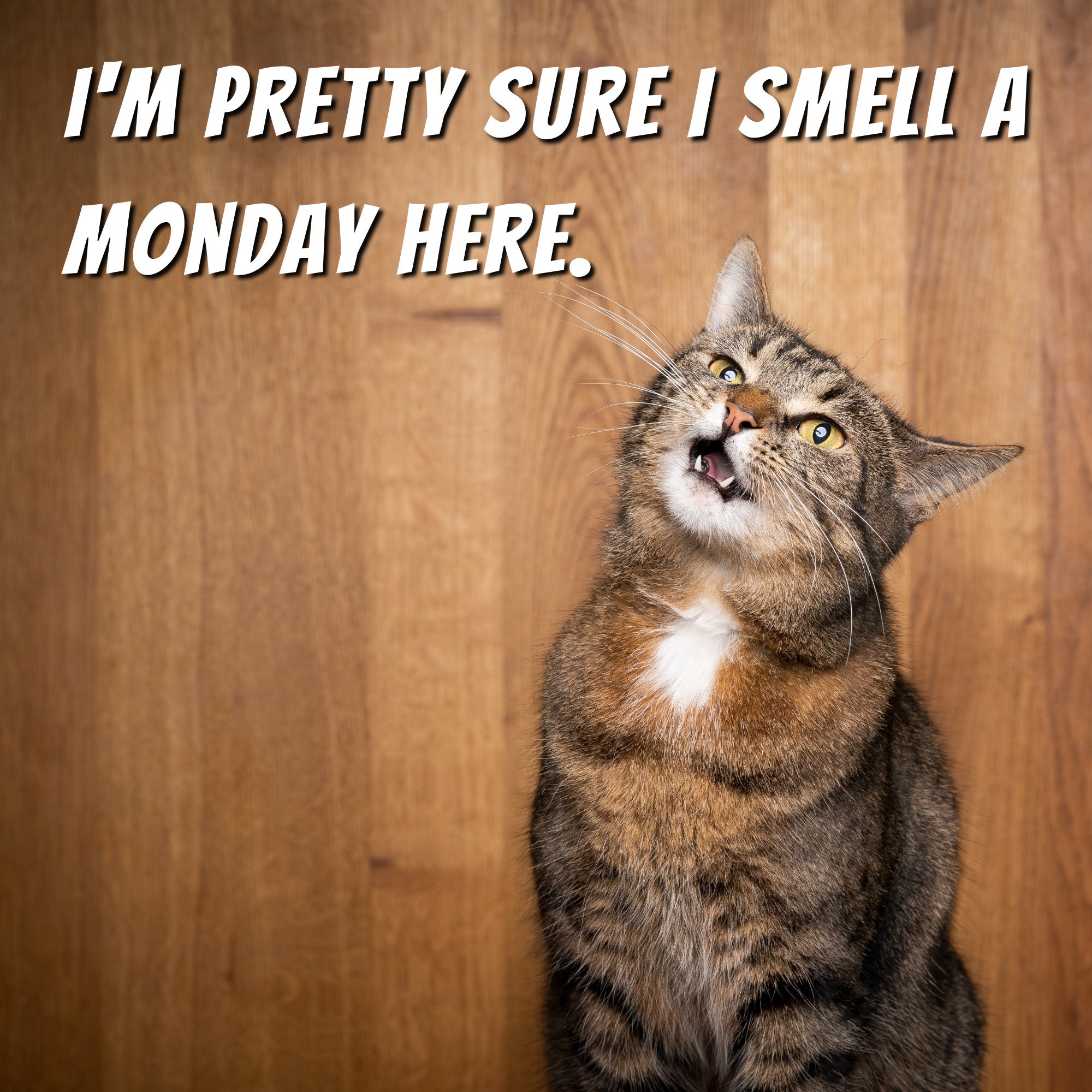 Monday Cat Meme
