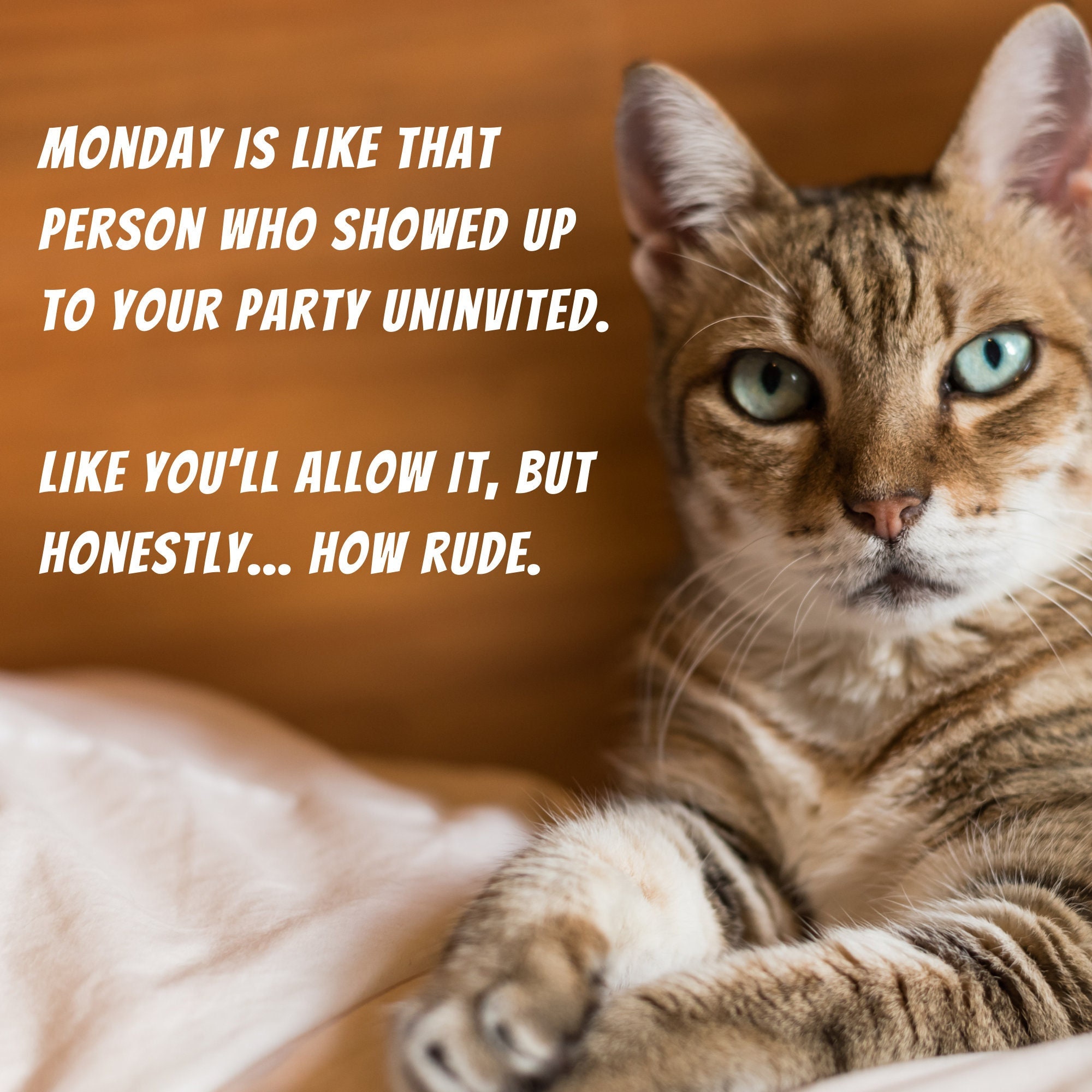 Monday Meme Graphics for Social Media Posts, Reels, Stories, Email ...