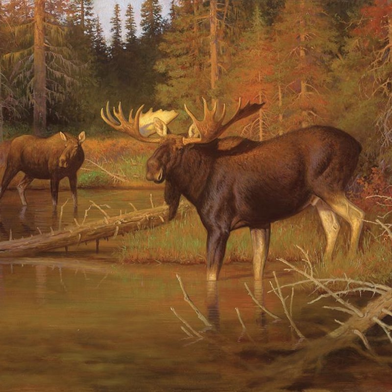 Moose Panel Riley Blake - Etsy