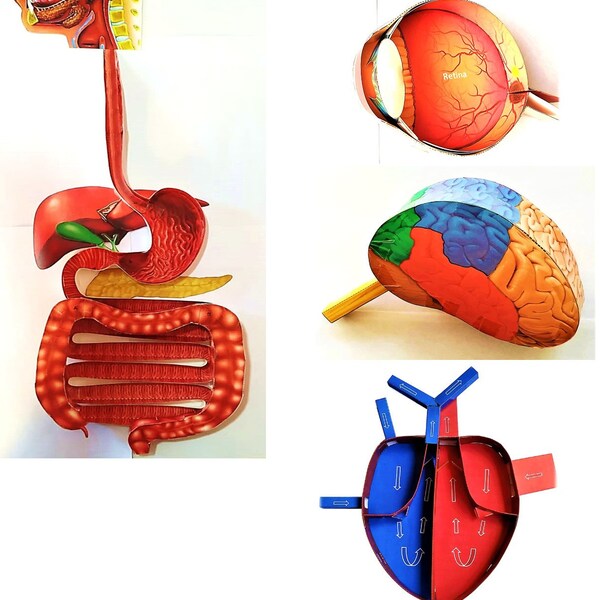 Digestive System Model - Etsy