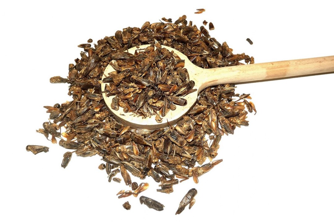 Dried Crickets Low Fat Protein Treats for Hamsters Rats and - Etsy