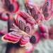 Rose Gold Pink Paper Butterfly Set 5D Butterfly Sets Layered - Etsy