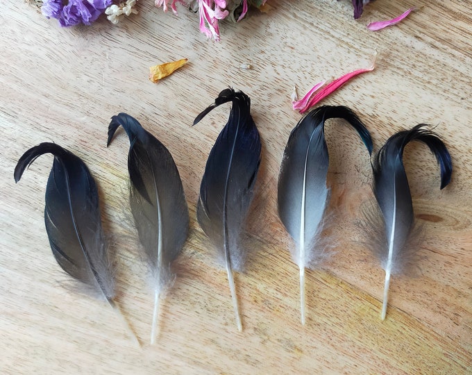 Curly Duck Tail Feathers - Etsy