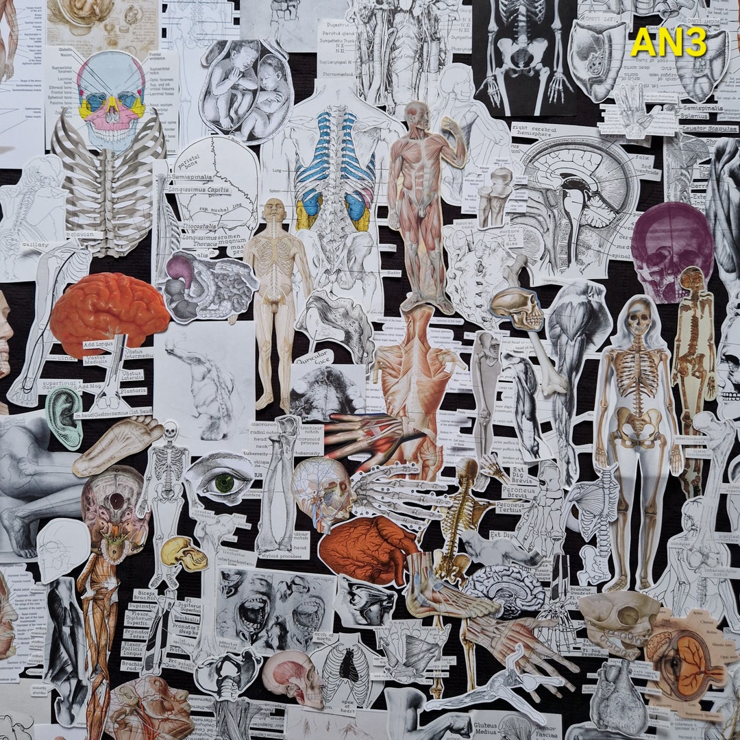 100 Vintage Anatomy Images for Junk Journal / Scrapbook / Collage - Etsy