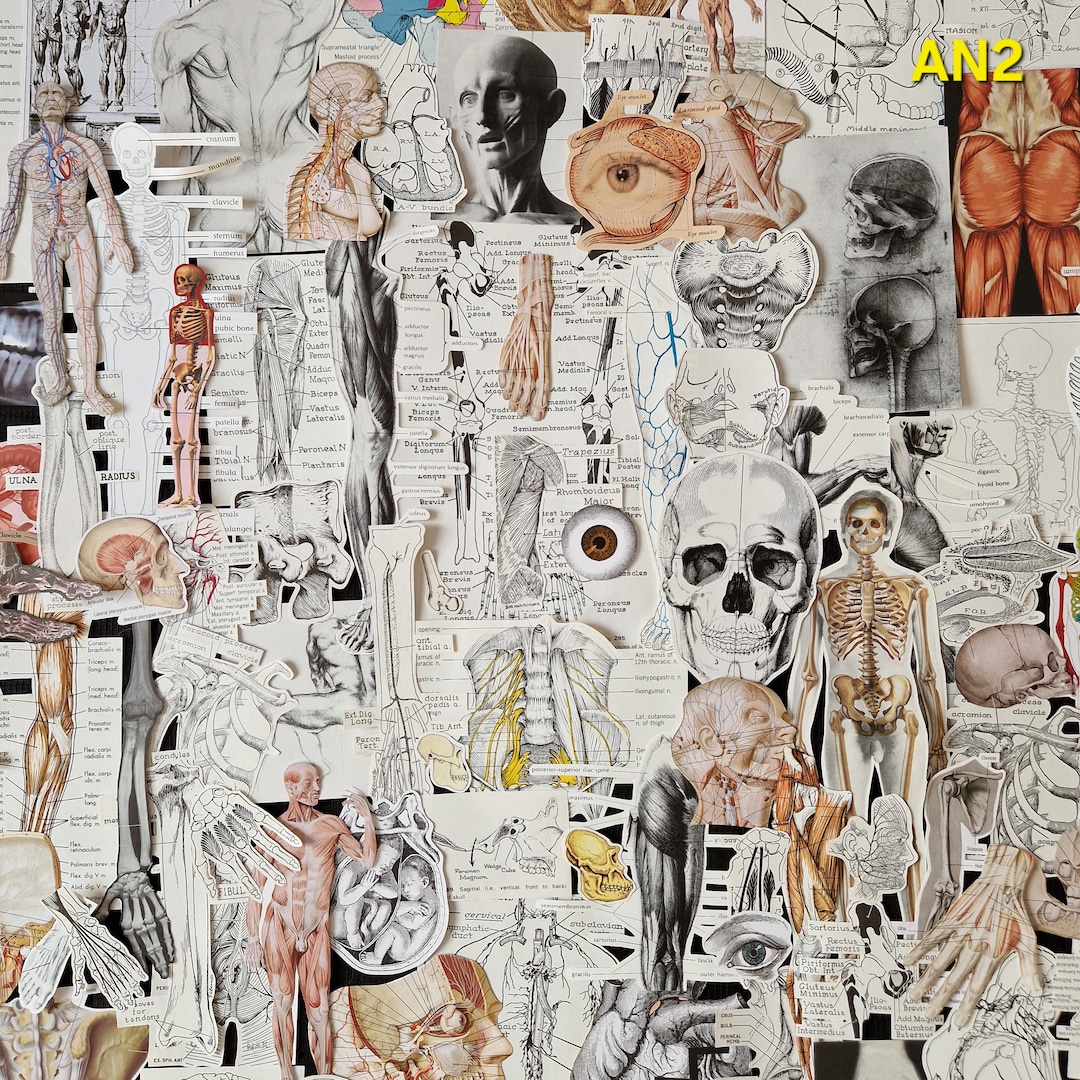 100 Vintage Anatomy Images for Junk Journal / Scrapbook / Collage - Etsy UK