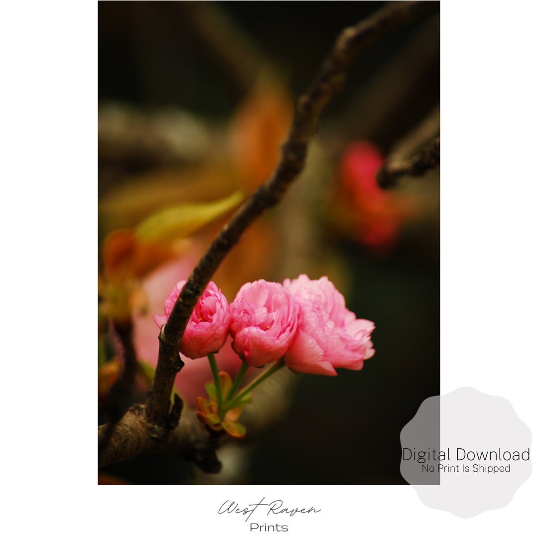 Cherry Tree Wall Art Print, Pink Blossom Tree Print, Printable Art ...