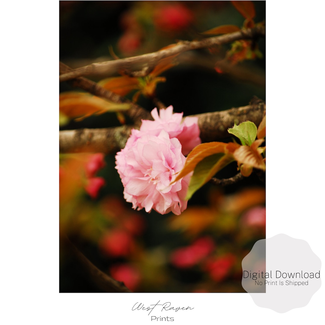Cherry Tree Wall Art Print, Pink Blossom Tree Print, Printable Art ...