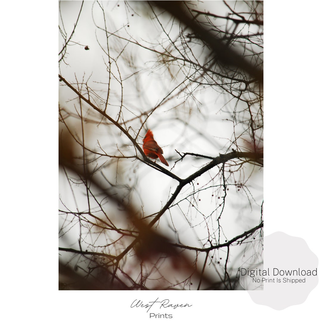Cardinal Wall Art Print, Minimalist Wall Art, Printable Art, Bird Wall ...