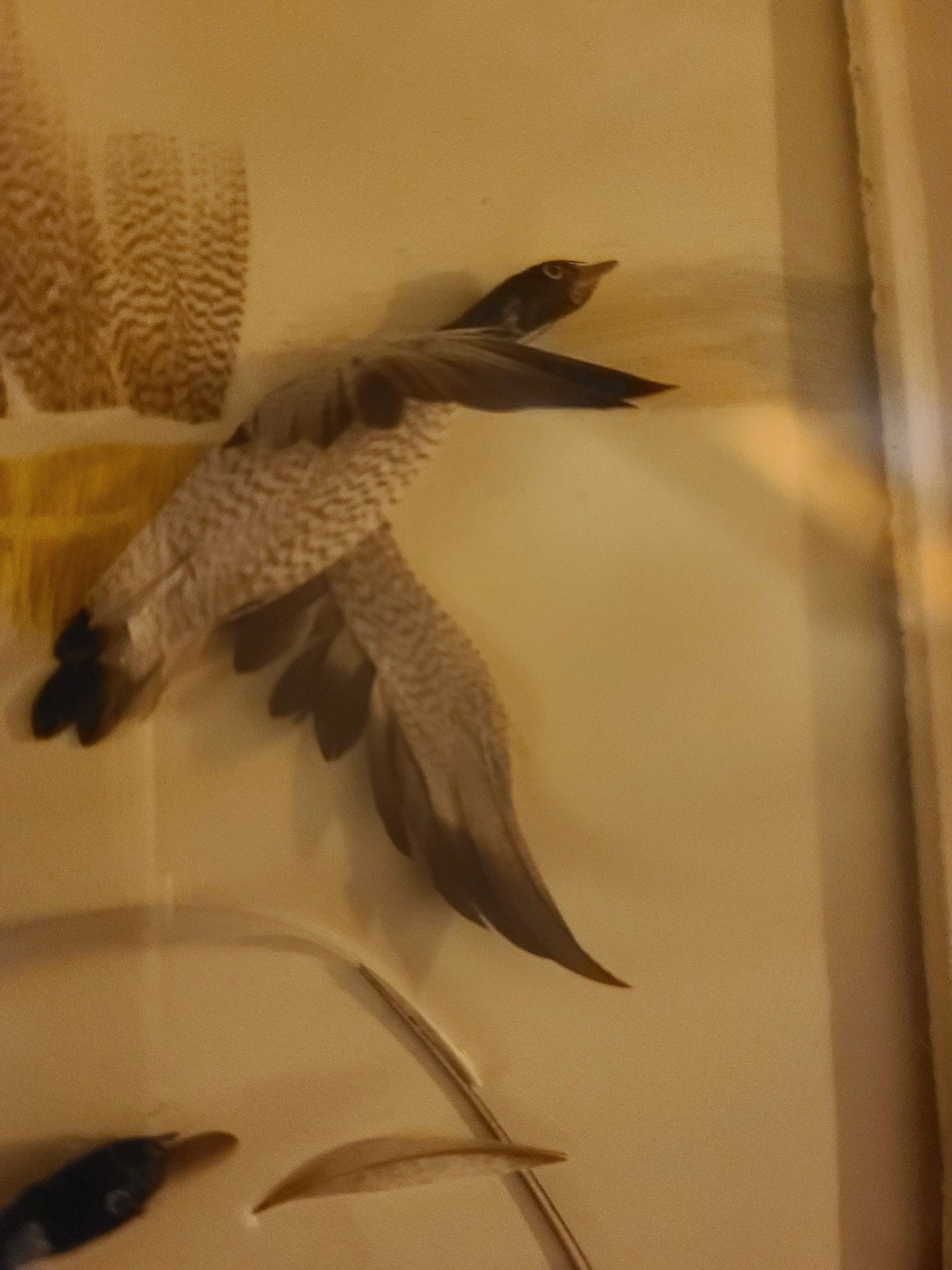 Flying Geese Shadow Box Frame Real Feathers Wall Art - Etsy