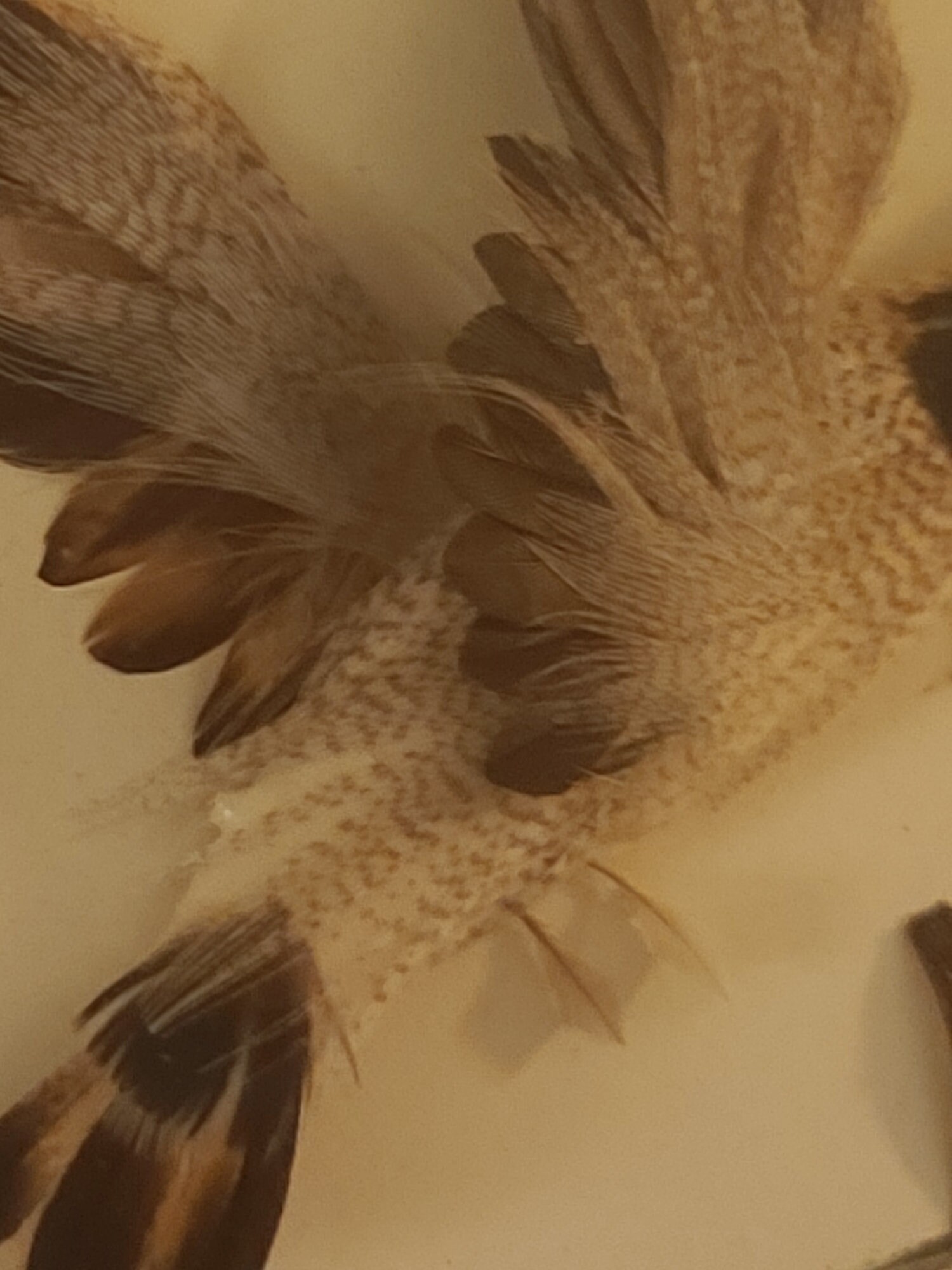 Flying Geese Shadow Box Frame Real Feathers Wall Art - Etsy