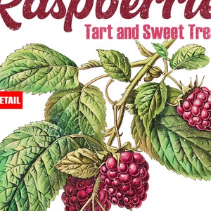 Raspberries Aesthetic Fruit Shirt, Comfort Colors Tshirt, Vintage ...