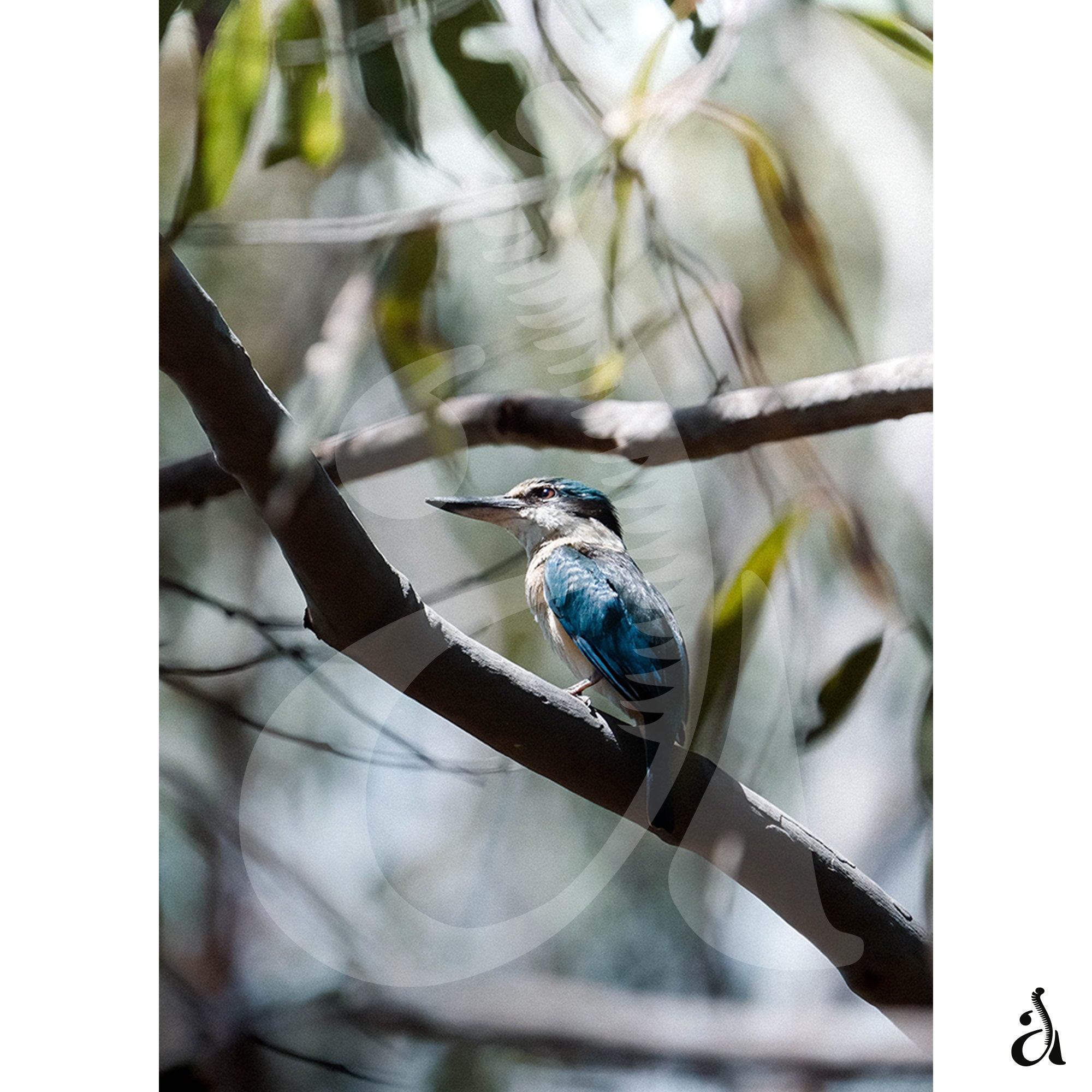 Australian Bird Sacred King Fisher Premium Photography - Etsy Australia