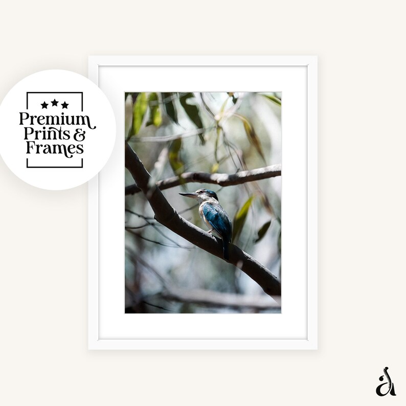 Australian Bird Sacred King Fisher Premium Photography - Etsy Australia