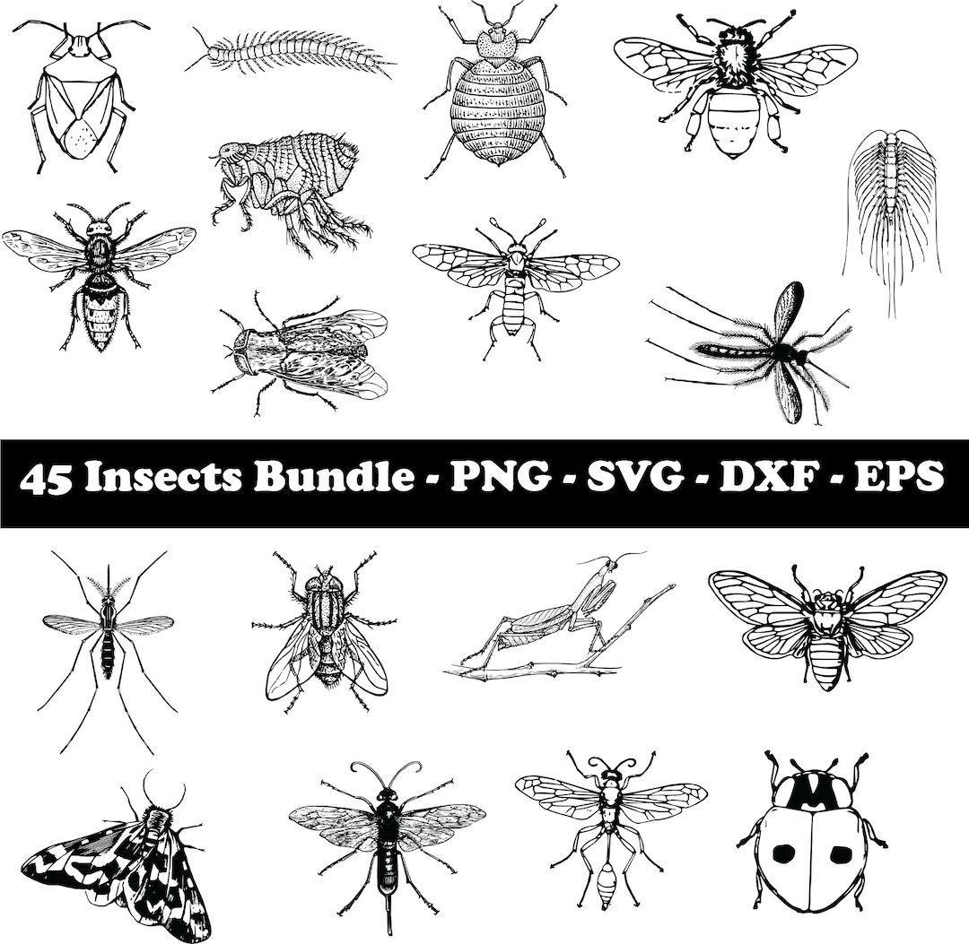 Insect SVG Bundle, Insect SVG, SVG Files for Cricut, Bug Design ...