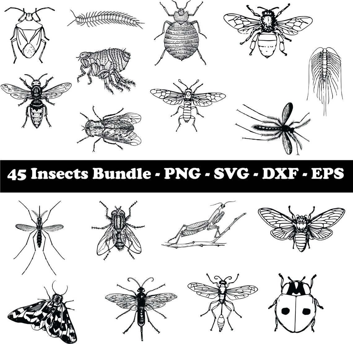 Insect SVG Bundle, Insect SVG, SVG Files for Cricut, Bug Design ...