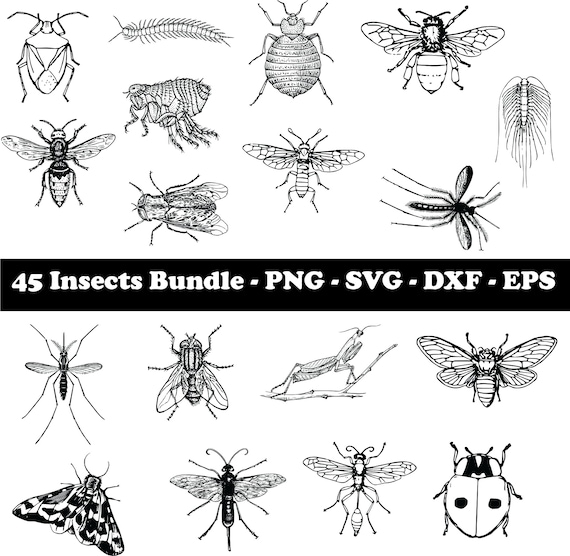Insect SVG Bundle Insect SVG SVG Files for Cricut Bug - Etsy