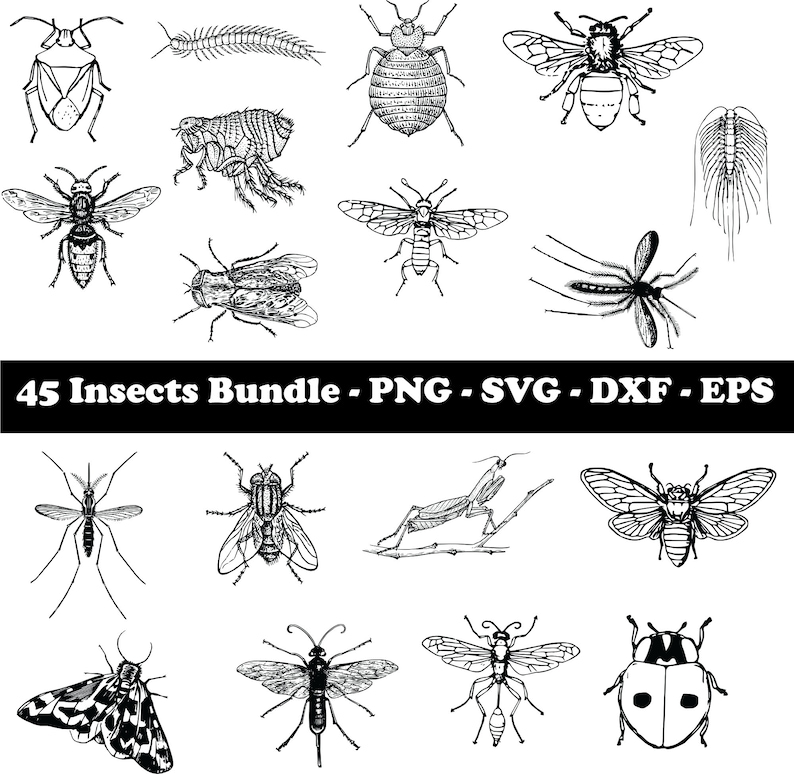 Insect SVG Bundle, Insect SVG, SVG Files for Cricut, Bug Design ...