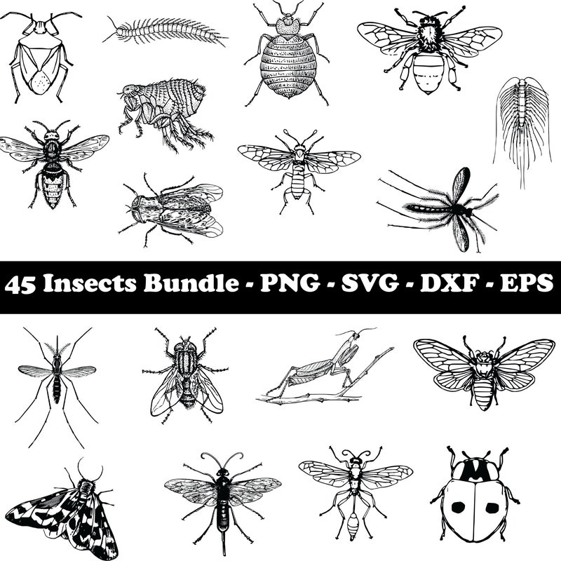 Insect Stencil - Etsy