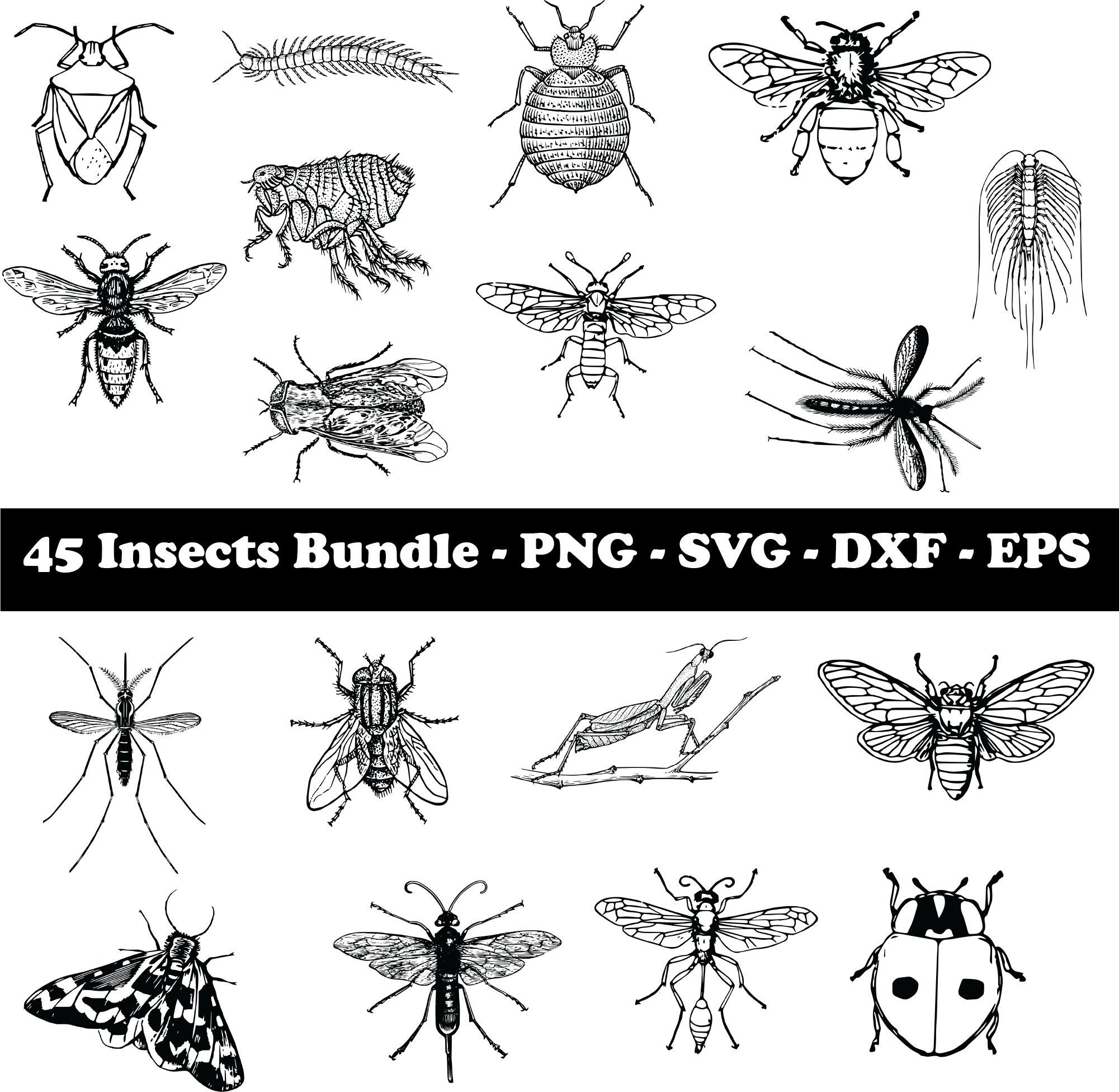 Insect SVG Bundle, Insect SVG, SVG Files for Cricut, Bug Design ...