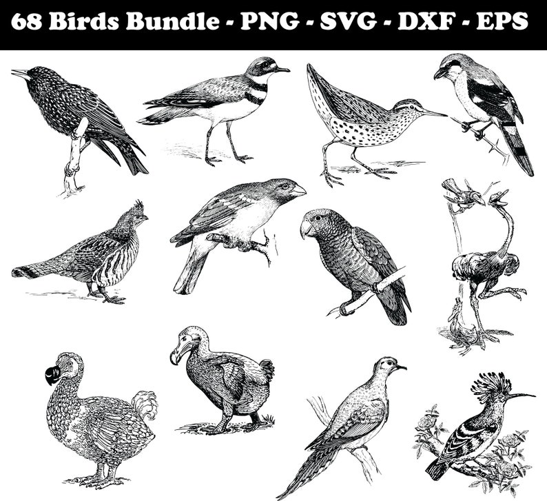 Bird SVG Bundle, Birds SVG, SVG Files for Cricut, Instant Download ...