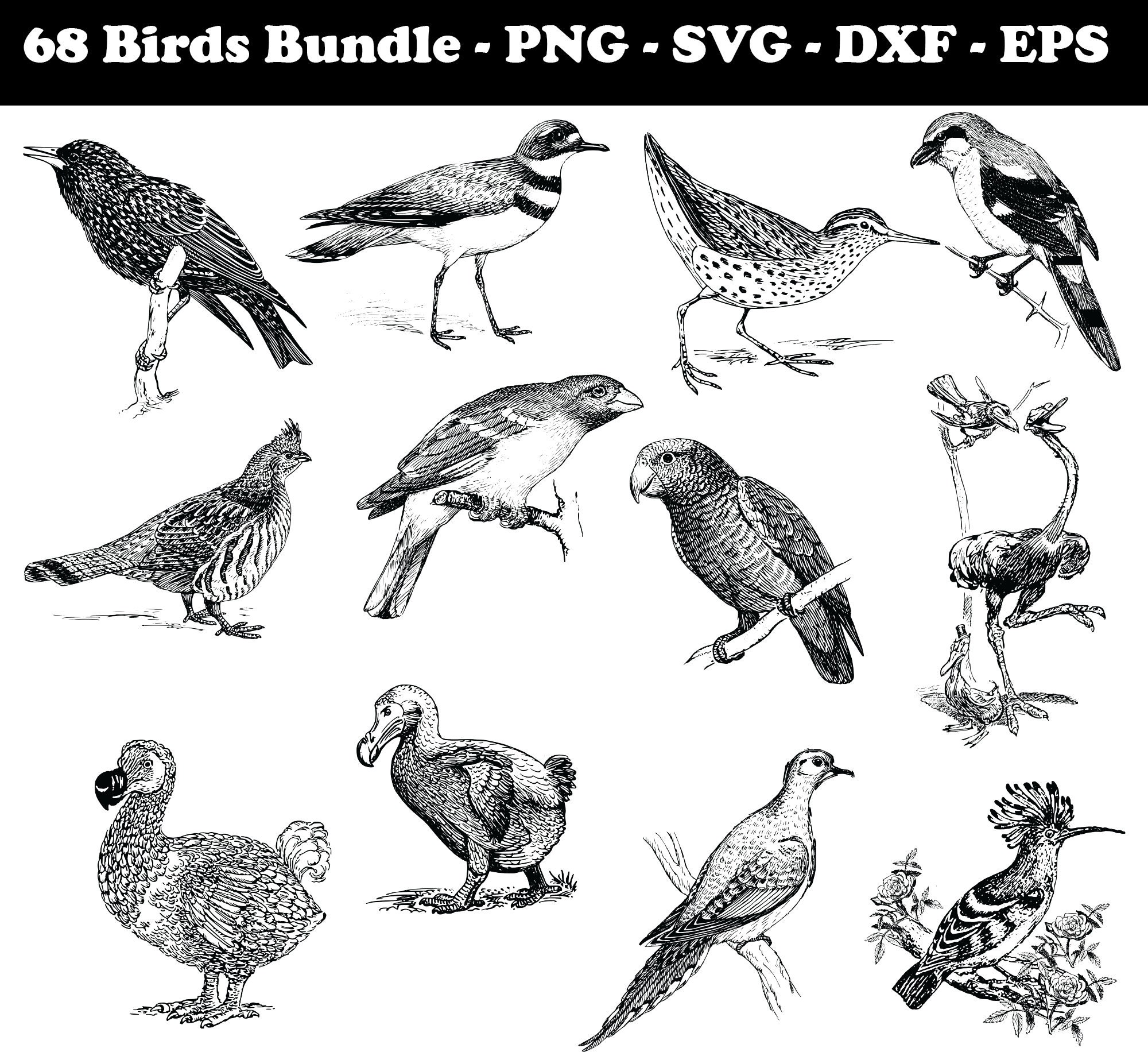 Bird SVG Bundle, Birds SVG, SVG Files for Cricut, Instant Download ...
