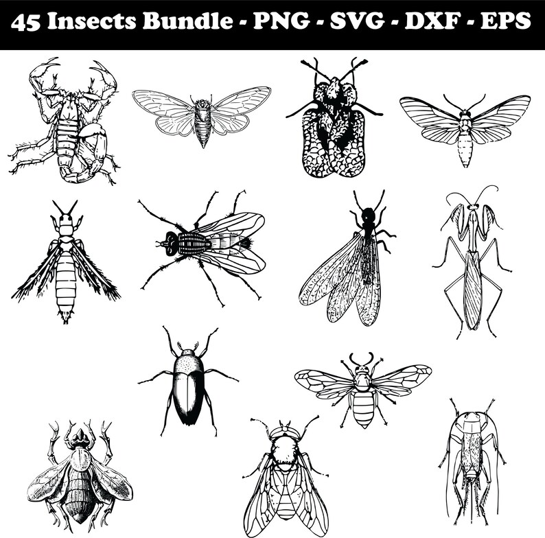 Insect SVG Bundle, Insect SVG, SVG Files for Cricut, Bug Design ...