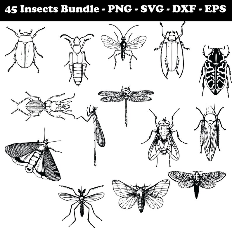 Insect SVG Bundle, Insect SVG, SVG Files for Cricut, Bug Design ...
