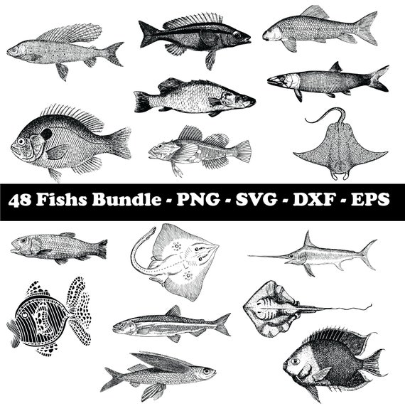 Fish SVG Bundle Fish SVG SVG Files for Cricut Fish Design | Etsy Australia