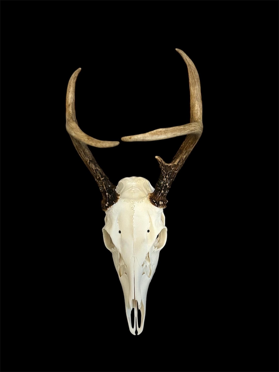 Whitetail Buck Skull - Etsy