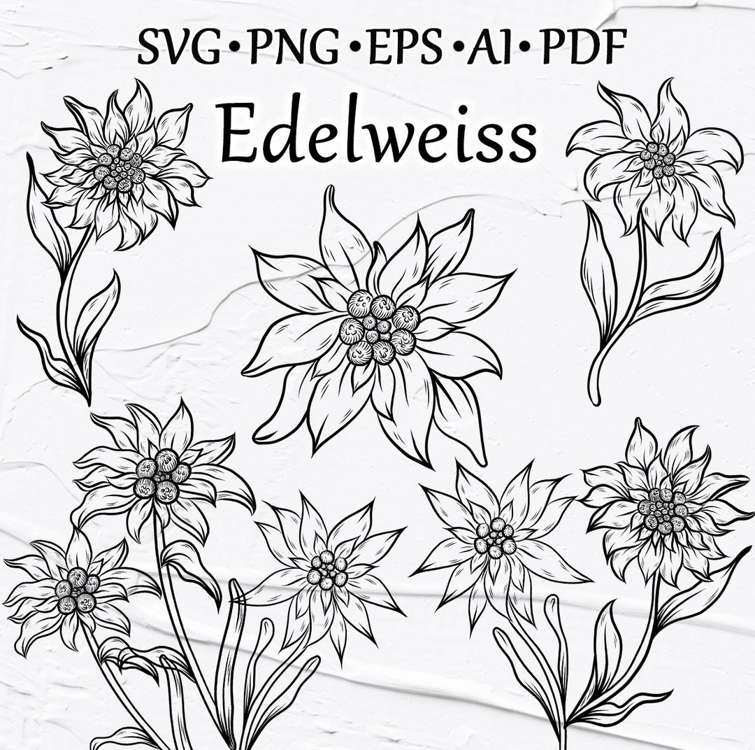 Edelweiss SVG Clipart, Vector Edelweiss Clipart, Alpine Flowers, Floral ...