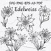 Edelweiss SVG Clipart, Vector Edelweiss Clipart, Alpine Flowers, Floral ...