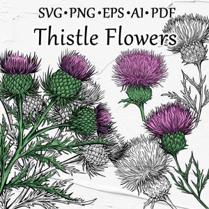 Thistle SVG Clipart, Vector Thistle Clipart, Scotland Flowers, Floral ...