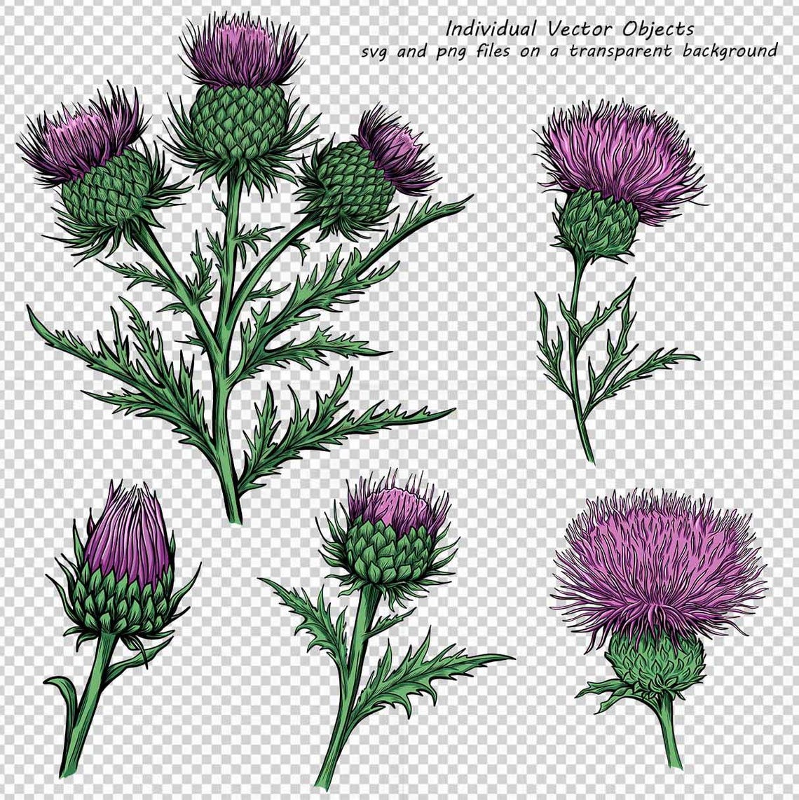 Thistle SVG Clipart, Vector Thistle Clipart, Scotland Flowers, Floral ...