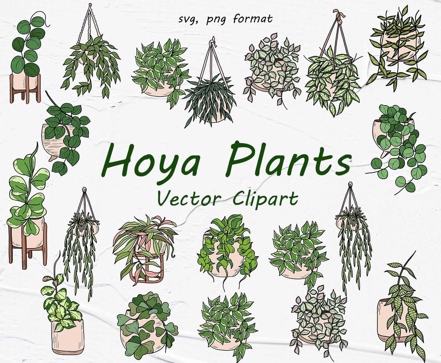 Vector Hoya Plants Clipart. House Plants Vector Clipart. Indoor Plants ...