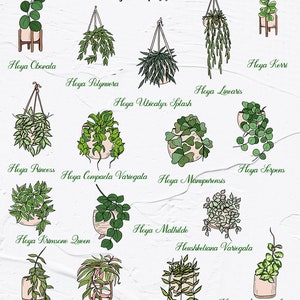 Vector Hoya Plants Clipart. House Plants Vector Clipart. Indoor Plants ...