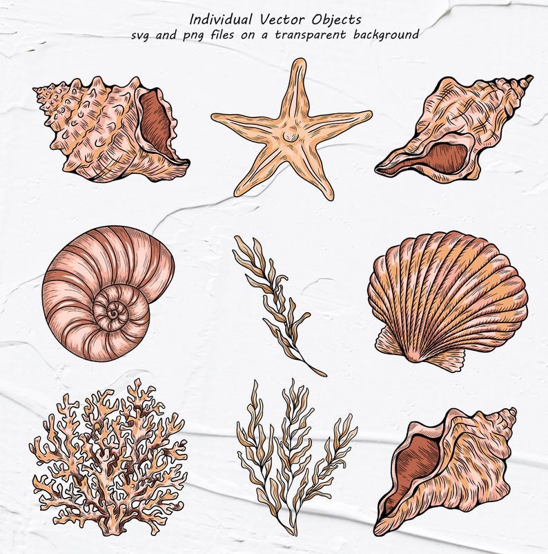 Seashell SVG, Ocean Seashells Outlines. Underwater, Marine, Seaweed Svg ...
