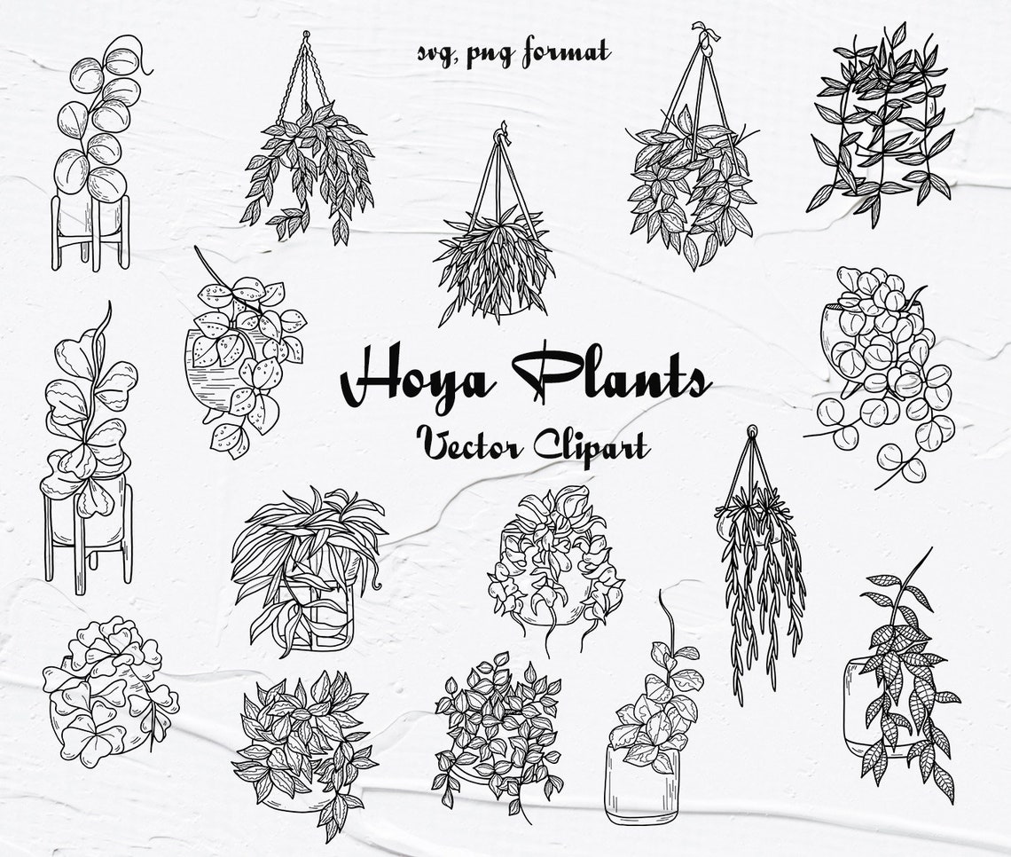 Vector Hoya Plants Clipart. House Plants Vector Clipart. Indoor Plants ...