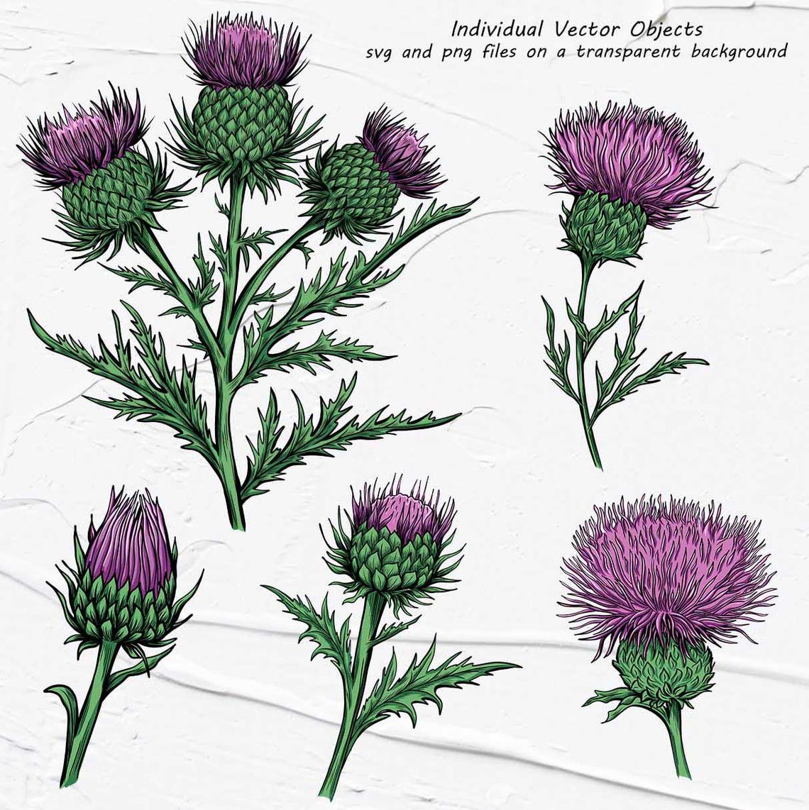 Thistle SVG Clipart, Vector Thistle Clipart, Scotland Flowers, Floral ...