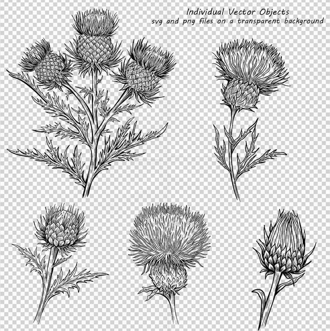 Thistle SVG Clipart, Vector Thistle Clipart, Scotland Flowers, Floral ...