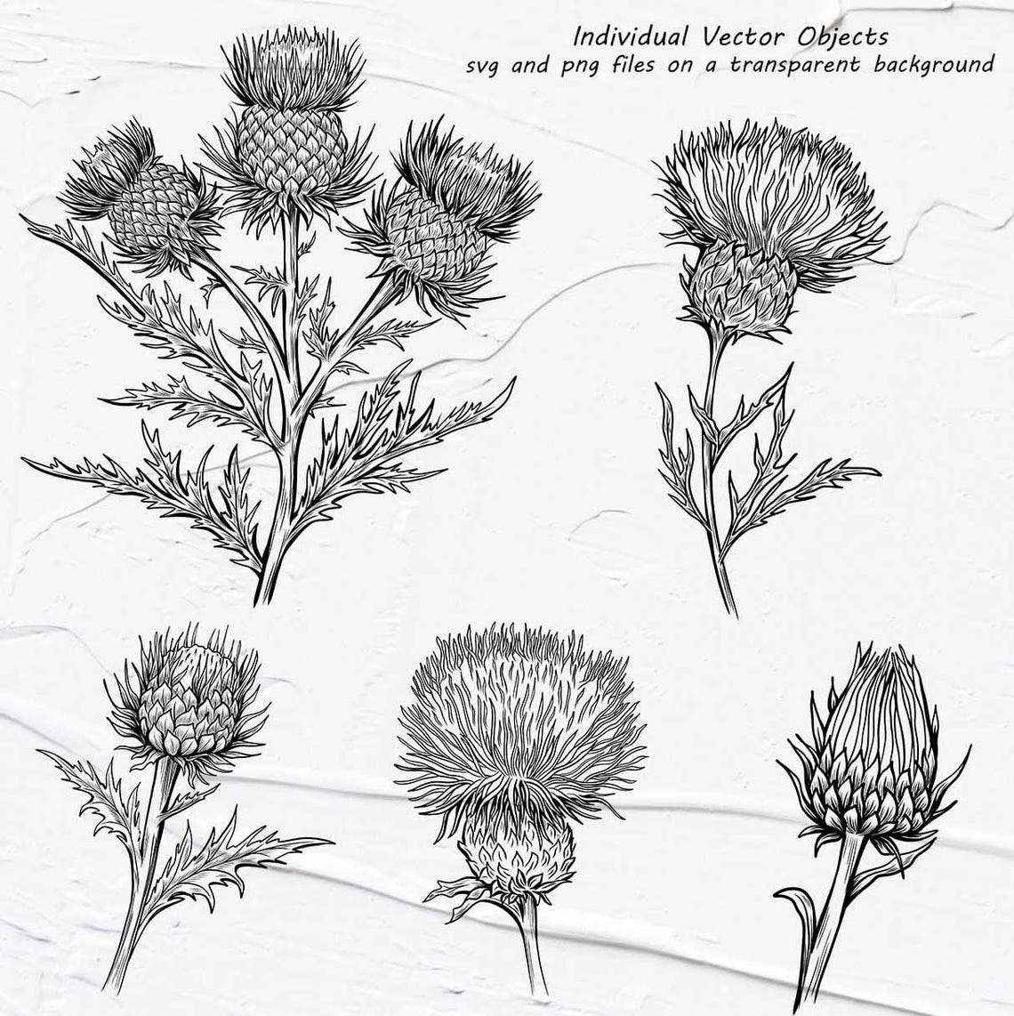 Thistle SVG Clipart, Vector Thistle Clipart, Scotland Flowers, Floral ...