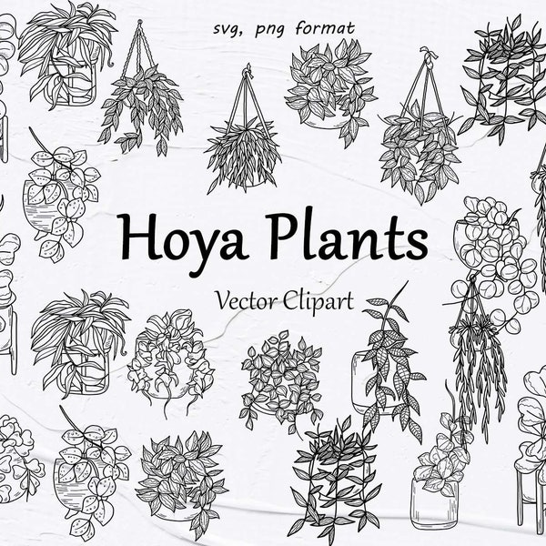 Hoya Plant - Etsy