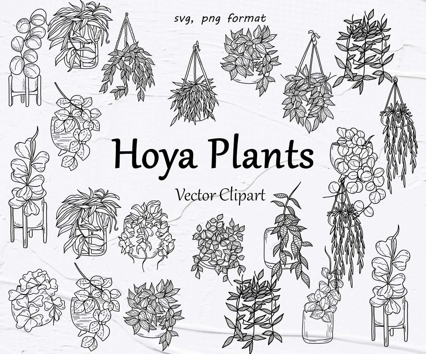 Vector Hoya Plants Clipart. House Plants Vector Clipart. Indoor Plants ...