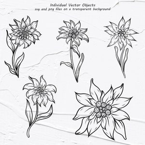 Edelweiss SVG Clipart, Vector Edelweiss Clipart, Alpine Flowers, Floral ...